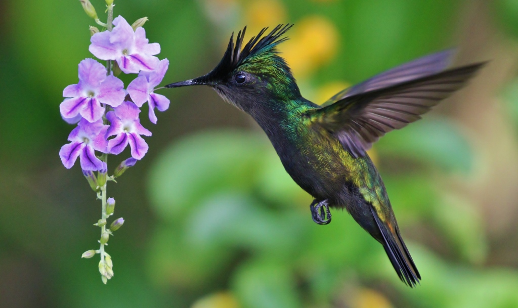Op het mooie eiland Saba mag je deze 10 dingen niet missen