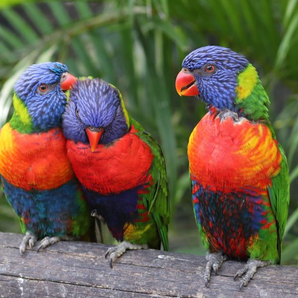 Op het mooie eiland Saba mag je deze 10 dingen niet missen