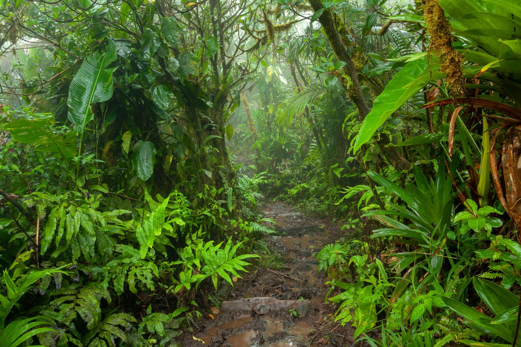 Saba vakantie | Klein Caribisch eiland met grote natuur